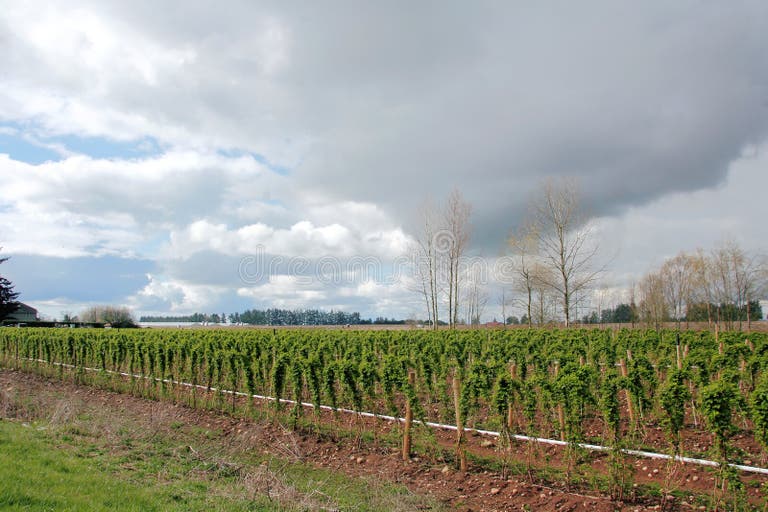 Spring Raspberry Crop stock photo. Image of rolling, abundant - 51855572