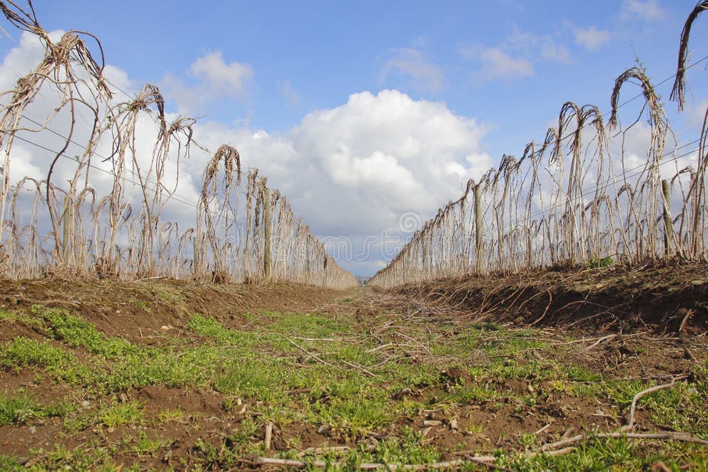 Spring Raspberry Crop stock photo. Image of green, vine - 39411710