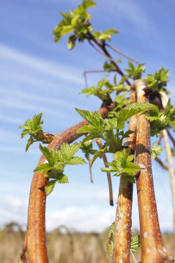 Spring Raspberry Crop stock photo. Image of stem, season - 67766810