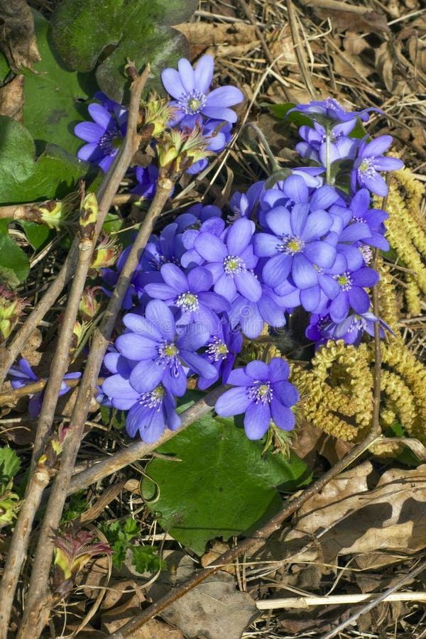 Real spring flowers border stock photo. Image of head - 19534594