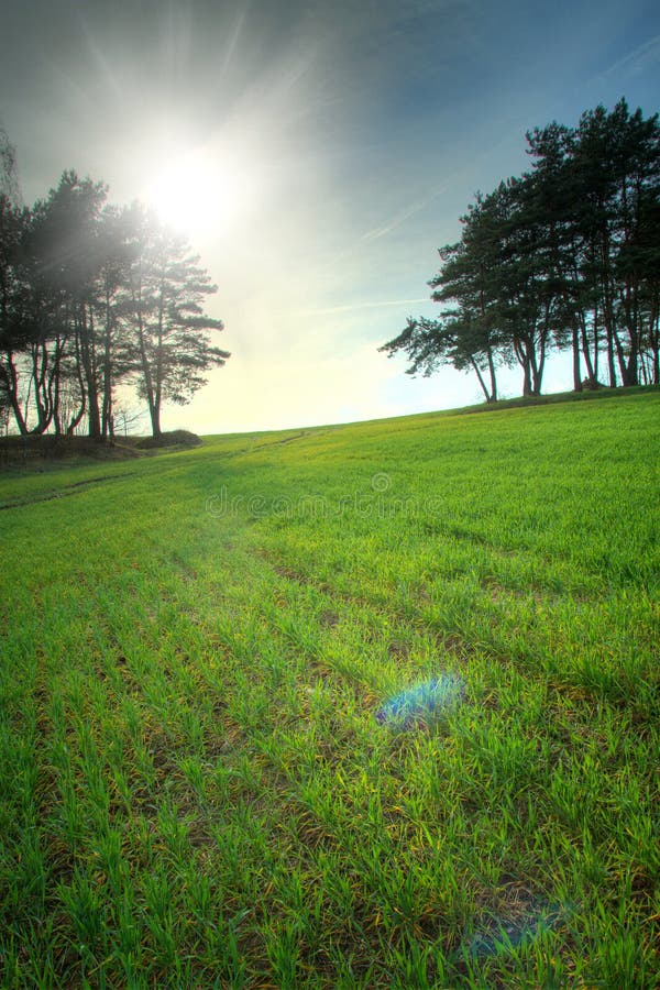 Spring rebirth of nature. stock photo. Image of beautiful - 42133454