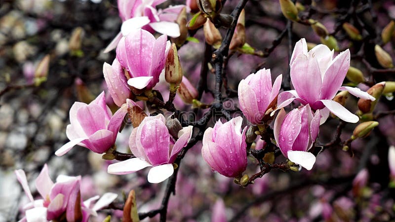 Spring Rebirth, a Plant Blooms after the Rain Stock Video - Video of ...