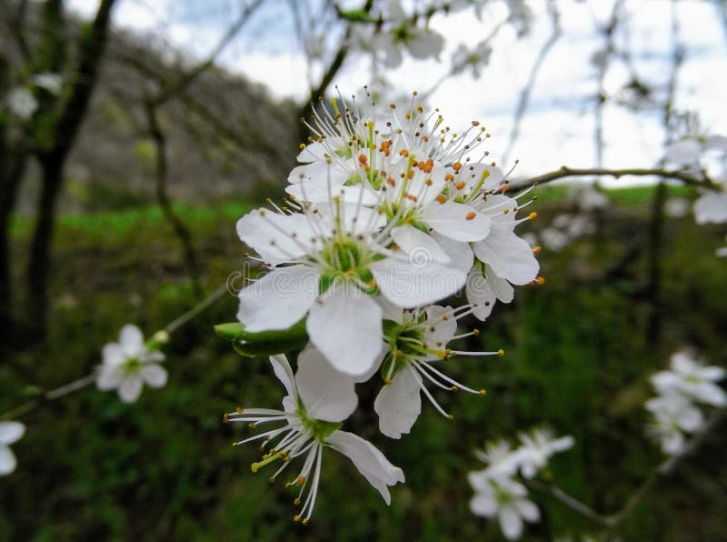 Spring rebirth stock photo. Image of white, flowers - 122311884