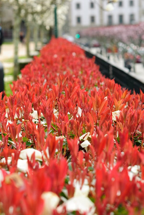 Spring in red stock photo. Image of flowering, view, urban - 23589038
