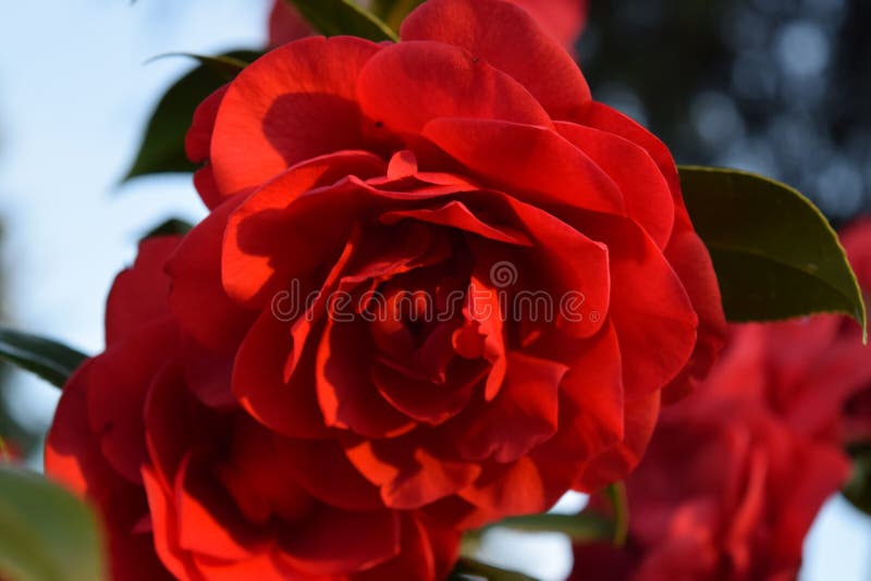 Spring Red flower stock image. Image of flower, spring - 69610197