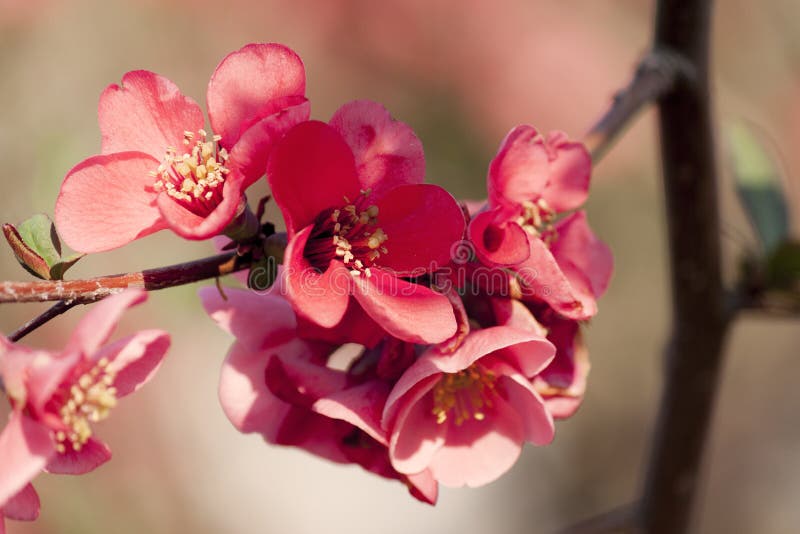 Spring Red Flowers on the Branch of the Tree - Photo Stock Photo ...