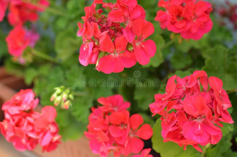 Spring red geranium stock image. Image of decoration - 97890419