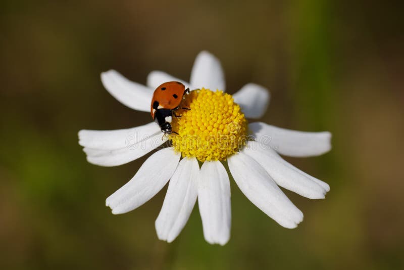 Spring stock photo. Image of macro, ladybug, petals, micro - 31261008