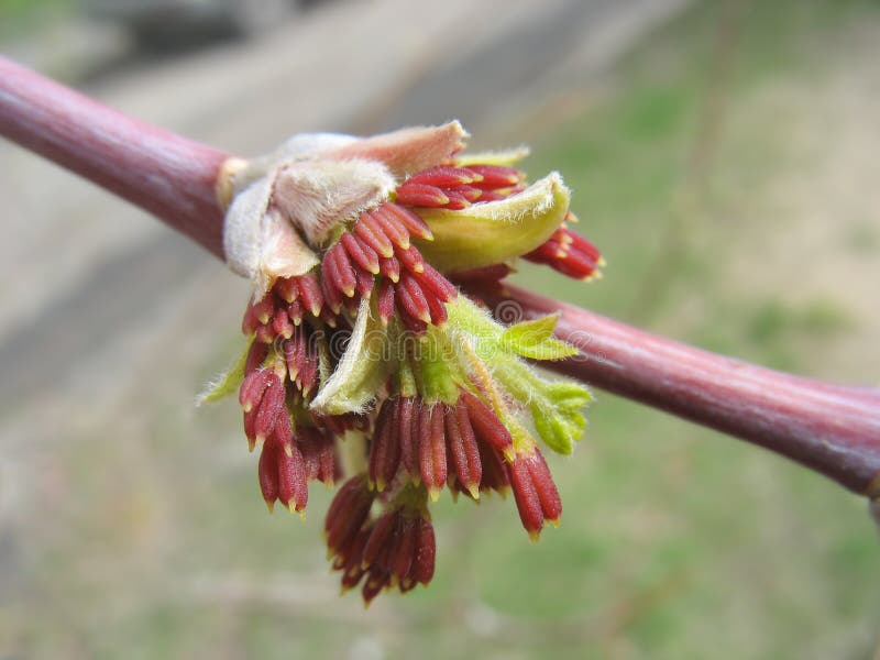 Spring. Red Maple Catkins. Macro Stock Image - Image of twig, grass ...