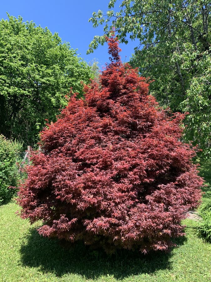 Red maple tree stock photo. Image of green, tree, european - 183275154