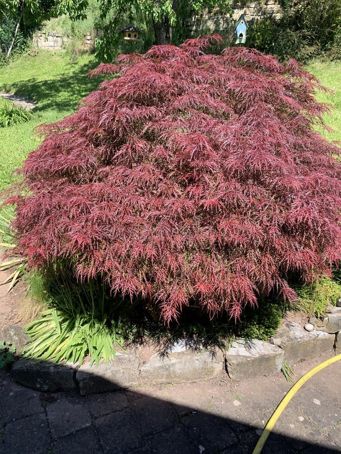 Red maple tree stock photo. Image of tree, landscape - 183275174