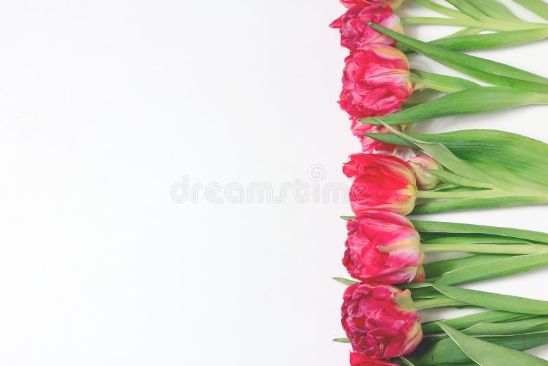 Spring Red and Pink Tulips on White Background. Wide Panoramic Floral ...