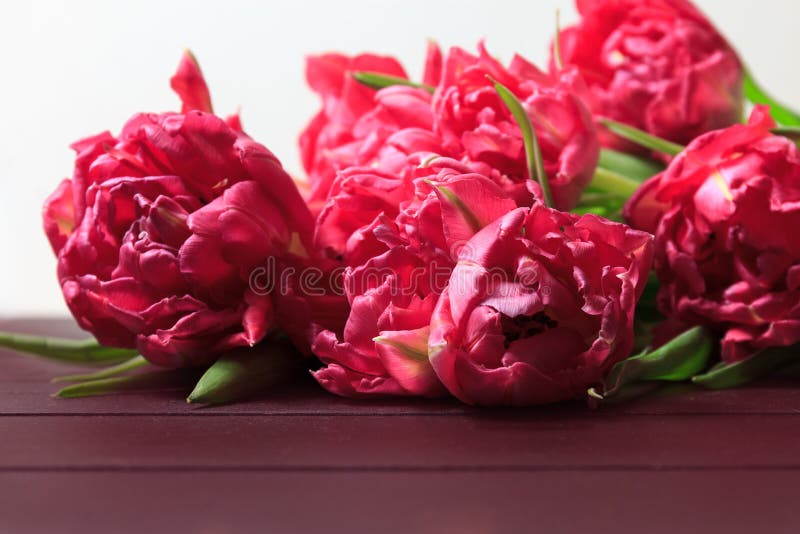 Spring Red and Pink Tulips on White Background. Wide Panoramic Floral ...