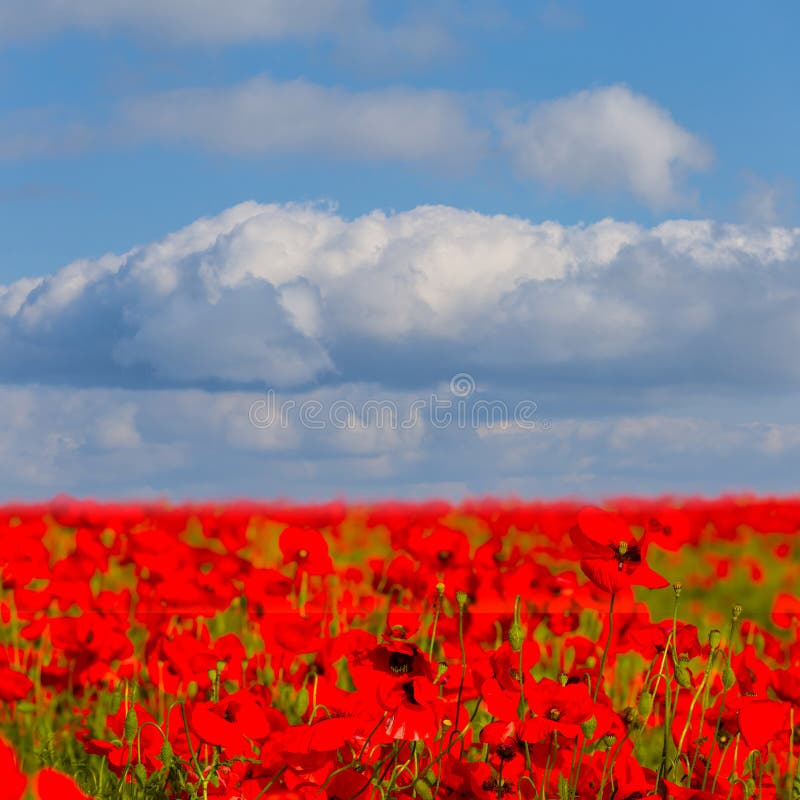 Red Poppy Flower Field Under Cloudy Sky Stock Photo - Image of plain ...