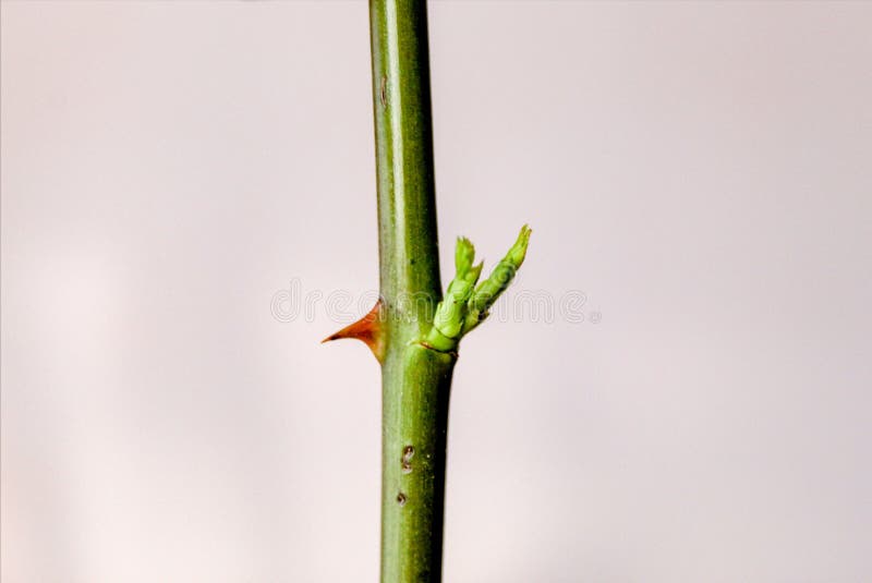 Scion of a rose stock image. Image of green, design - 176650109