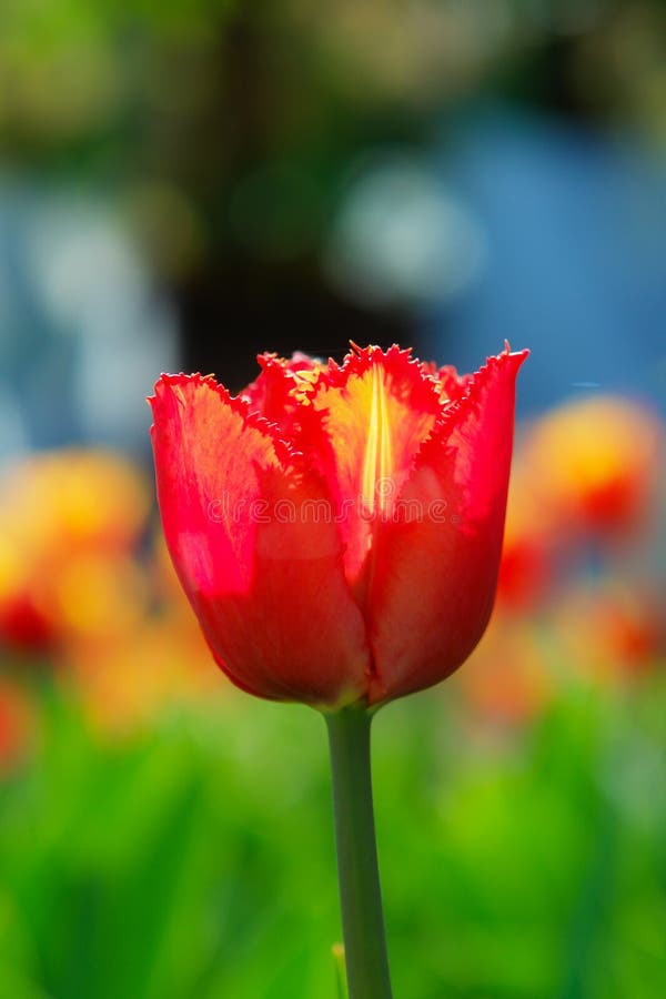 Spring red tulip stock image. Image of nature, colorful - 69306707