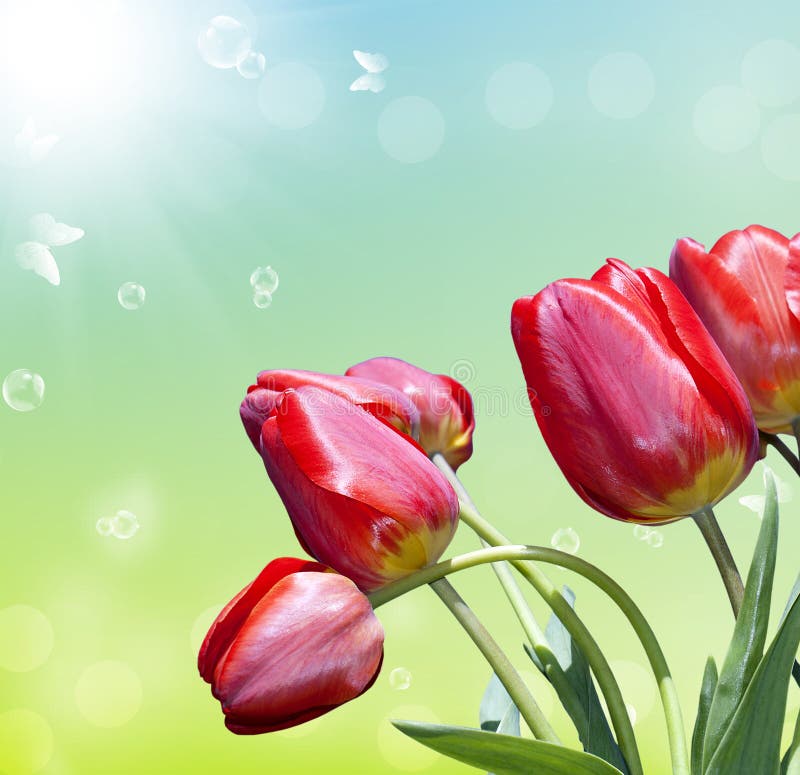 Spring red tulip stock illustration. Illustration of bubble - 30718024
