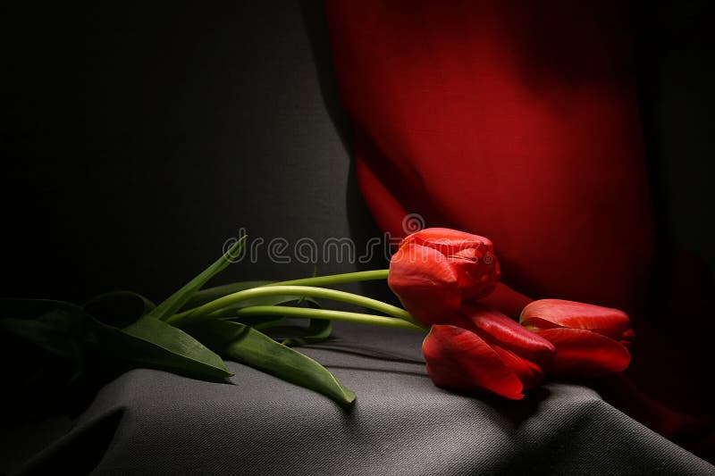 Tulips Horizontal Position Lying Gray Pedestal Stock Photos - Free ...