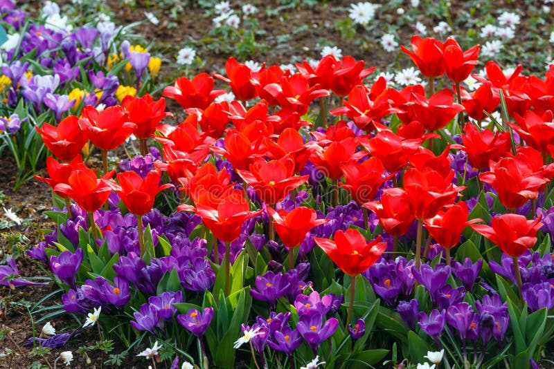 Spring Red Tulips and Purple Crocuses (closeup) Stock Photo - Image of ...