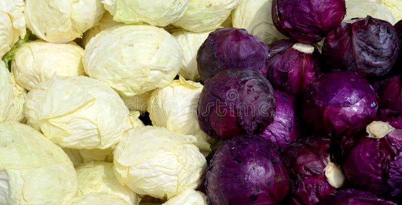Spring Red and White Cabbage for Sale in a Market Stock Photo - Image ...