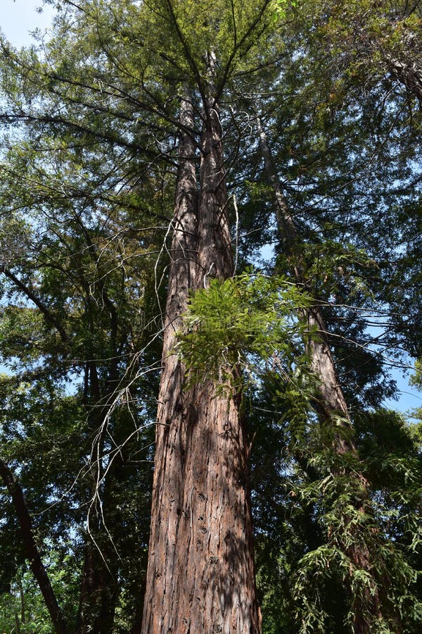 Spring Redwoods and Sequoias in a California Forest Stock Image - Image ...
