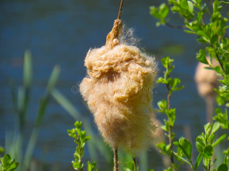 Spring reeds stock photo. Image of reeds, spring, blue - 77244572