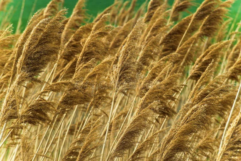 Spring reeds texture stock image. Image of clubrush - 145584431