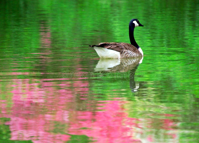 Spring reflection stock image. Image of blooming, card - 2084389