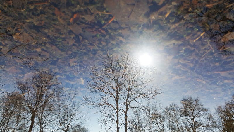 Spring. Reflection in a Spring Puddle of Trees, Sun and Sky Stock Image ...