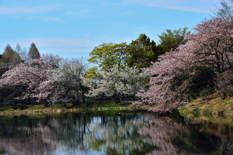 Spring Cherry Blossom Reflections in Japan Stock Image - Image of pink ...