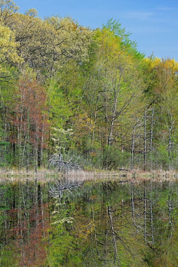Spring reflections stock photo. Image of pond, blue, landscape - 90773468