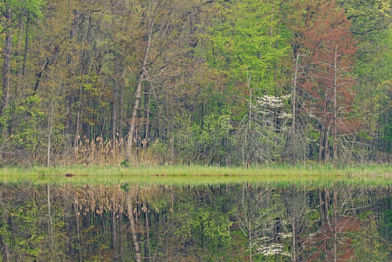 Spring reflections stock photo. Image of pond, blue, landscape - 90773468