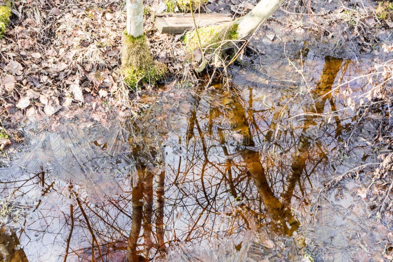 Spring reflections stock photo. Image of surface, pond - 90773484