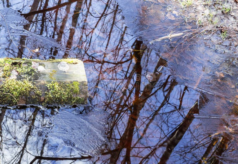 Spring reflections stock image. Image of tree, spring - 90773525