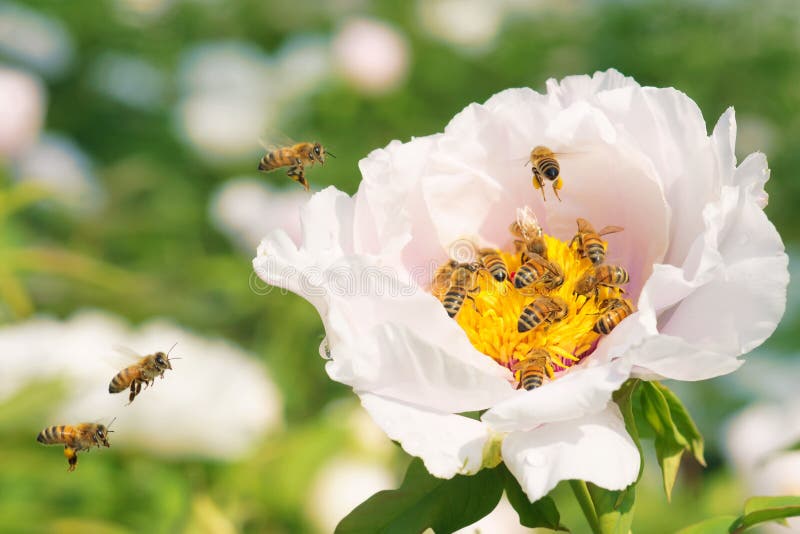 Regalement's Stock Photos - Free & Royalty-Free Stock Photos from ...