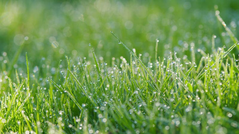 Spring Renewal of Nature Idea. Abstract Panoramic Natural Plants ...