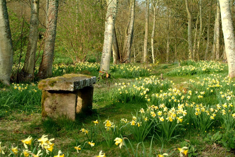 Spring Retreat - Scotland stock photo. Image of wood, yellow - 63614
