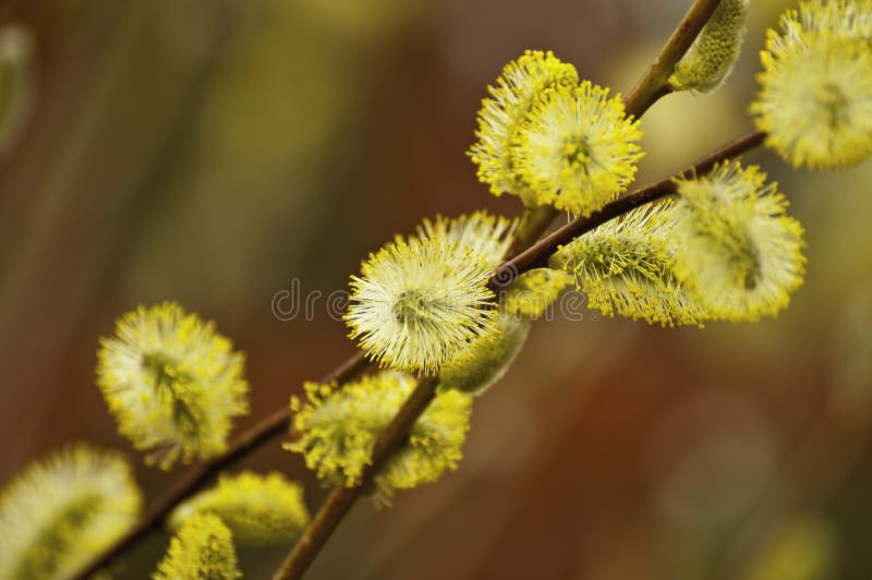 Spring revival stock photo. Image of trees, spring, place - 13973334