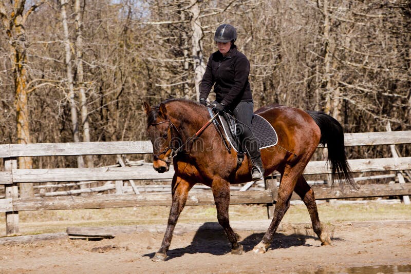 Spring ride in the ring stock photo. Image of equestrian - 19169552