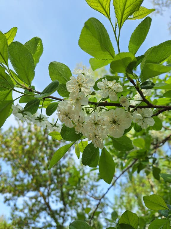 Spring in Riga Flowering Plum Tree Stock Photo - Image of spring, tree ...