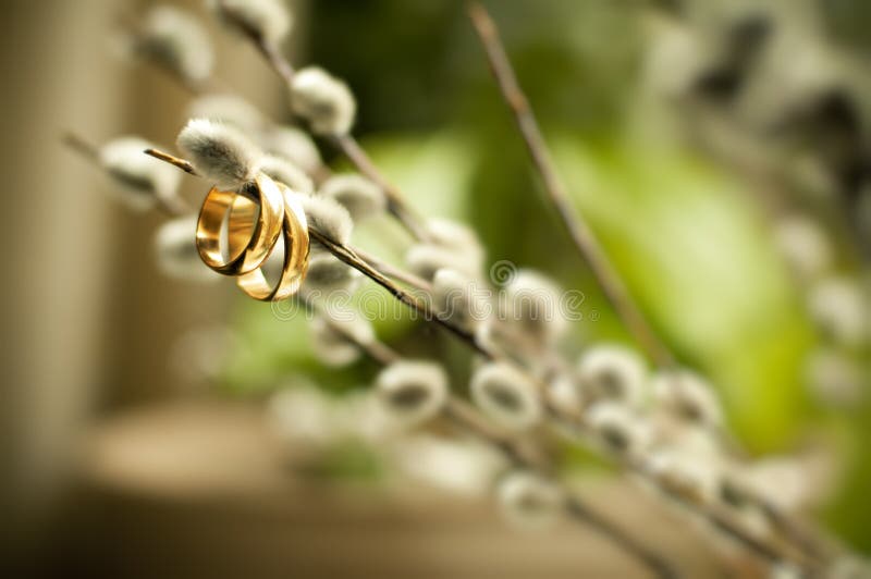 Spring rings stock image. Image of marriage, willow, proposal - 21241153