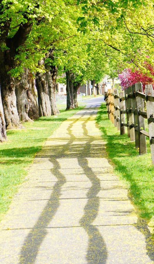 Spring river path stock image. Image of trees, crabapple - 36801647
