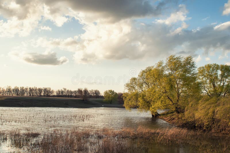 Spring River Trees at River Shore in Spring Landscape. Stock Photo ...
