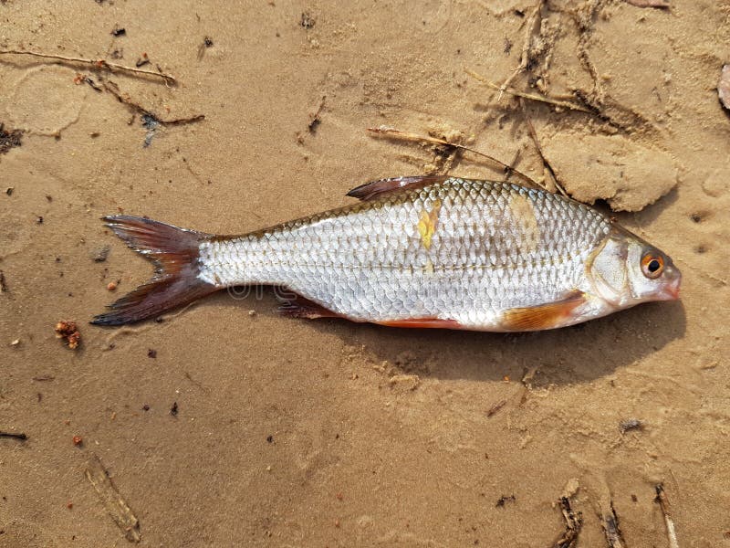 Spring Roach Fishing. River White Fish. Top View Stock Photo - Image of ...