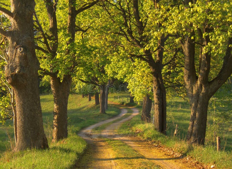 Spring road stock photo. Image of fresh, outdoor, nature - 1712372