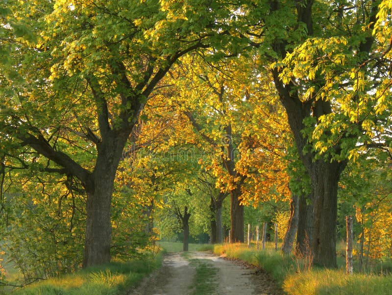 Spring road stock photo. Image of fresh, outdoor, nature - 1712372