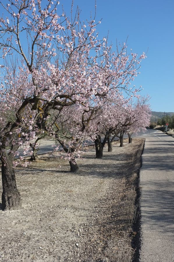 Spring road stock image. Image of trees, flowering, pink - 23726945