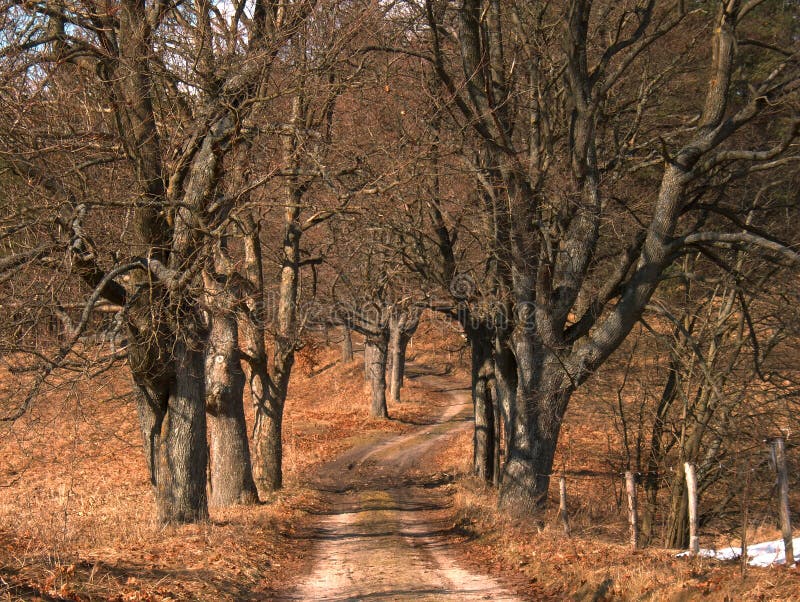 Spring road stock image. Image of forest, colour, lines - 1712393