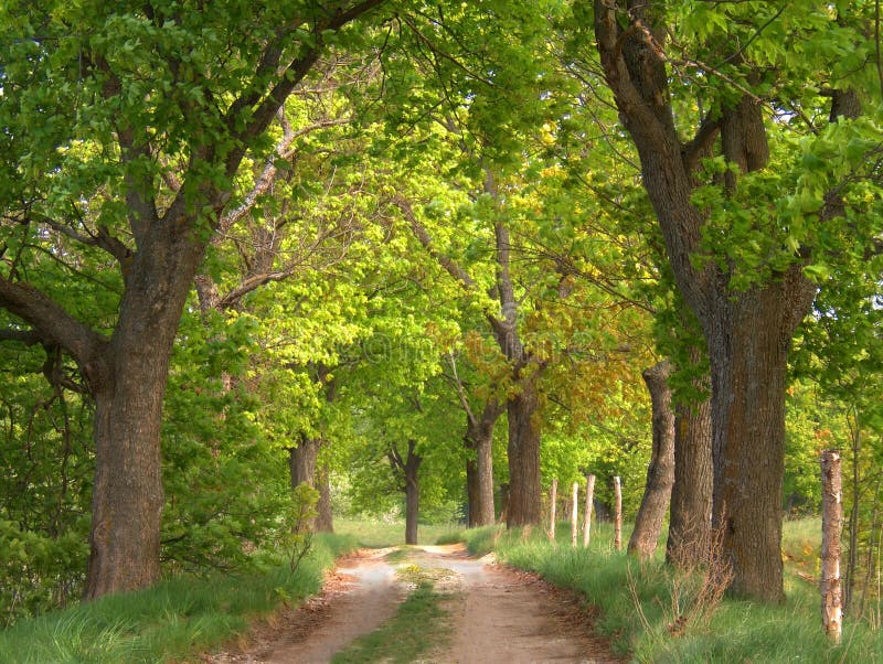 Spring road stock image. Image of leaves, road, spring - 27992639
