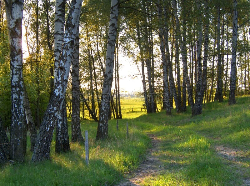 Spring road stock image. Image of pickets, branches, rural - 27992703